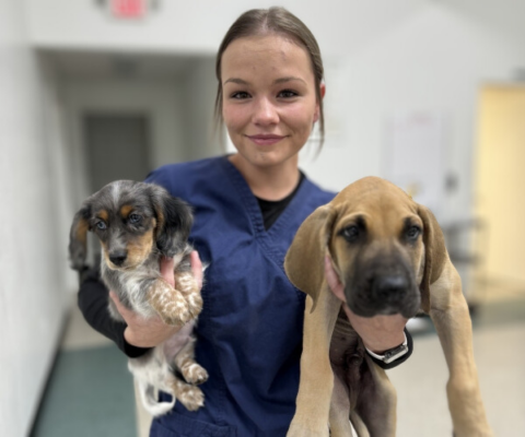 Best Veterinary Hospital In Lakeside AZ | Aspen Ridge Animal